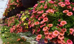 Nick's Garden Center & Farmers Market Serving Denver & Aurora