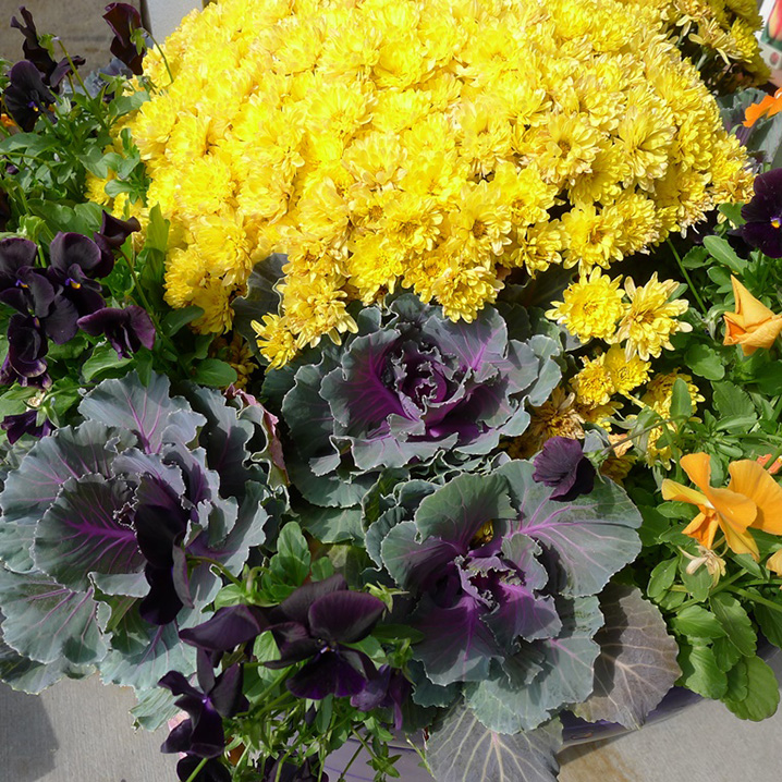 Recipe For Perfect Fall Containers - Nick's Garden Center