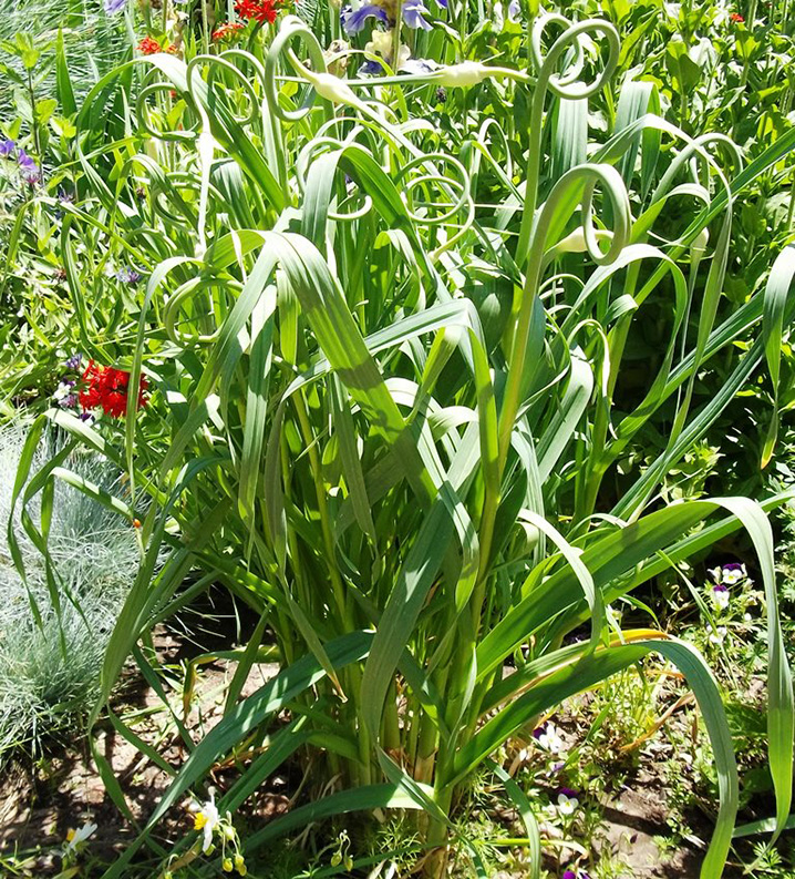 Plant Now For Great Garlic - Nick's Garden Center