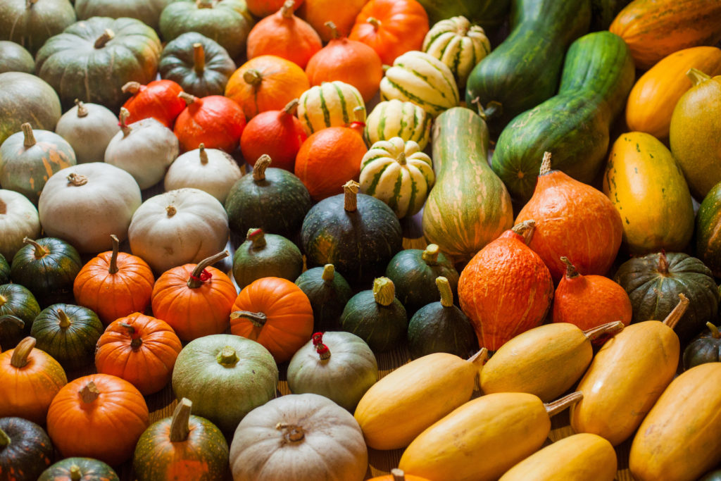 Pumpkin and Squash | Growing Warm Weather Crops | Nick’s Garden Center ...