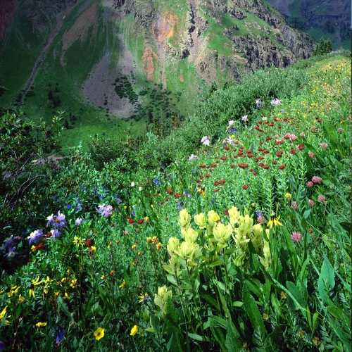 Native Plants in the Landscape - April 13th - Nick's Garden Center