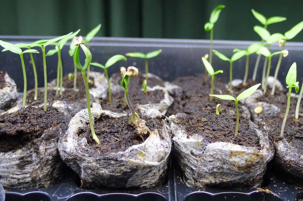 How to Start Seeds—Part 2 - Nick's Garden Center