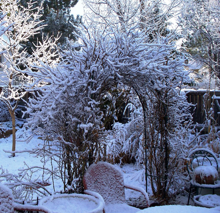 A View for the Winter Garden - Nick's Garden Center