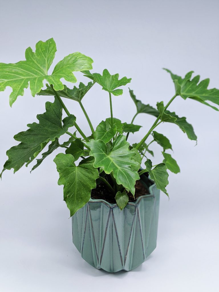 About The Philodendron Hope Plant - Nick's Garden Center