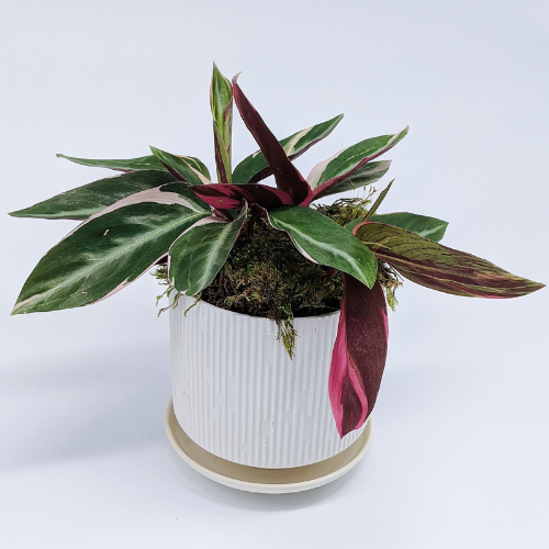 Fina A Triostar Stromanthe Plant For Your Home - Nick's Garden Center