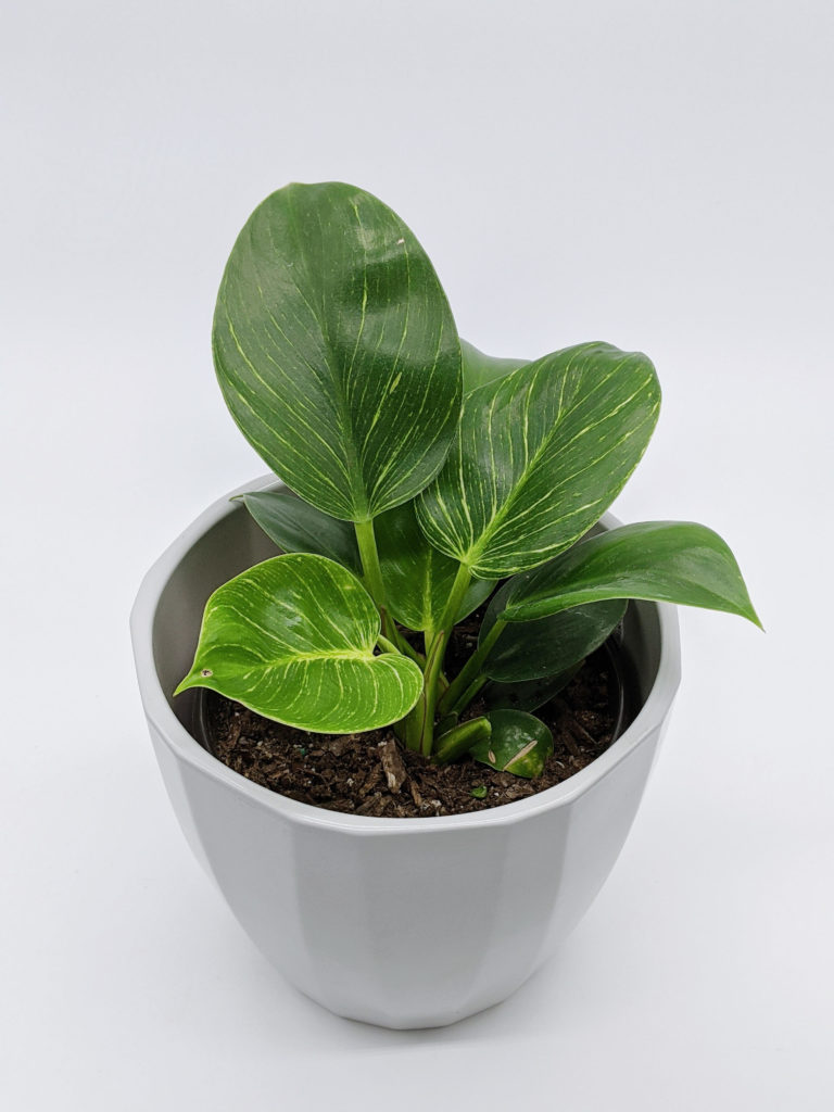 Learn About The Birkin Houseplant - Nick's Garden Center