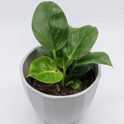 Learn About The Birkin Houseplant - Nick's Garden Center