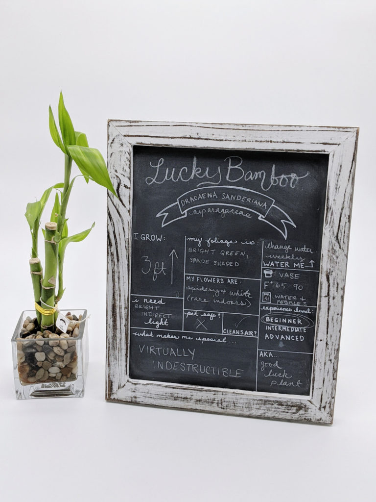 Where To Buy Lucky Bamboo - Nick's Garden Center