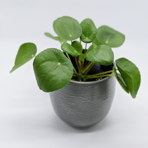 The Popular Coin Plant - Available At Nick's Garden Center