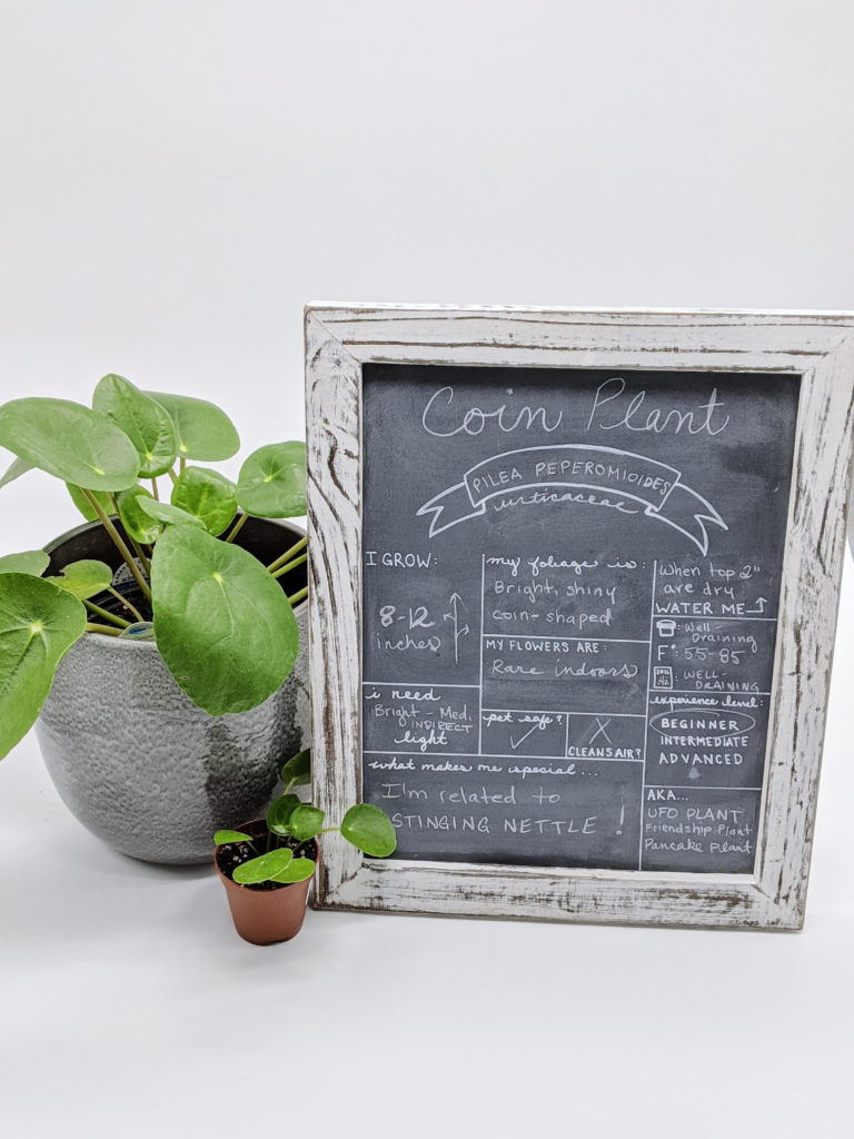 The Popular Coin Plant - Available At Nick's Garden Center