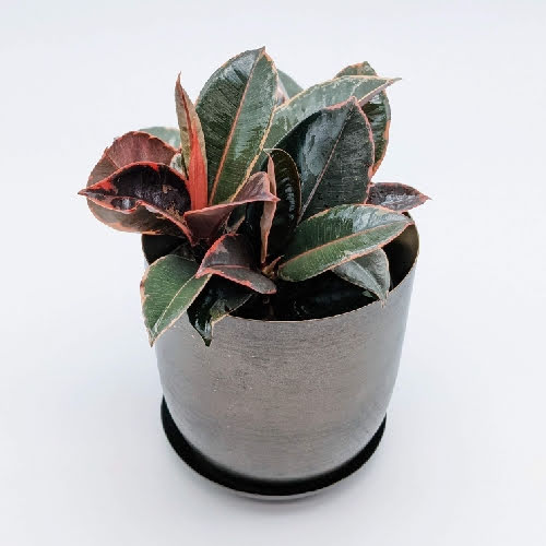 Variegated Rubber Tree - Nick's Garden Center