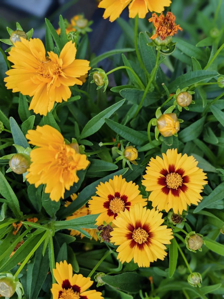 Coreopsis - Sunny Wildflower and "always cheerful"! - Nick's Garden Center