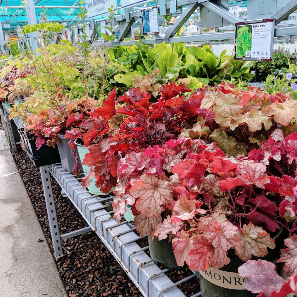 Coral Bells Plant – Floral Fall Fashion and Pollinator Favorite!