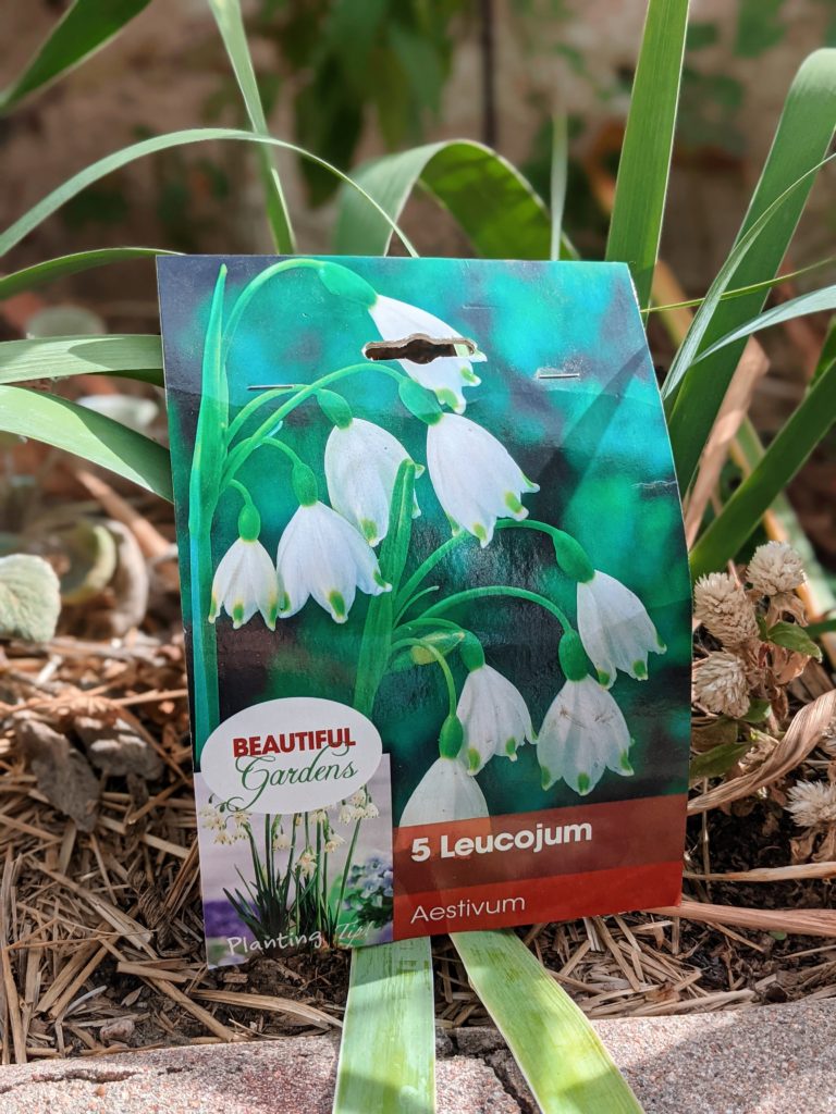 Spring Snowflake Plant – Plant in Fall for Spring Blooms!