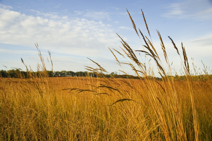 Native Grasses Perfect For Your Denver Landscape | Nick's in Aurora