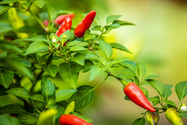 Your Guide to Pepper Gardening in Colorado - Nick's Garden Center